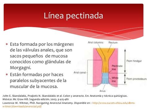 Anatomia Y Embriologia De Recto Y Ano