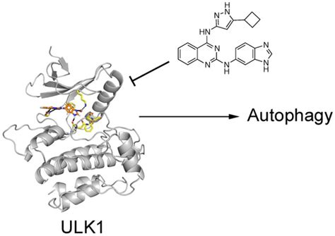 Structure Of The Human Autophagy Initiating Kinase Ulk1 In Complex With