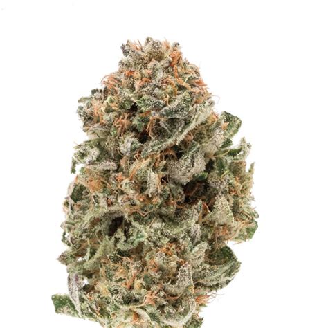 Mighty Amstel Freezeland Maf Strain Seedfare Find The Perfect Seed At