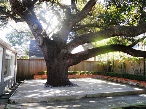 Elevated Deck With Large Tree