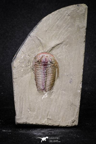 Museum Grade Euloma Filacovi With Preserved Antennae Lower Ordovician