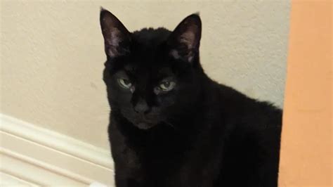 Apple Cancelling Jon Stewart Was Shortsighted And Petty Did Apple Expect