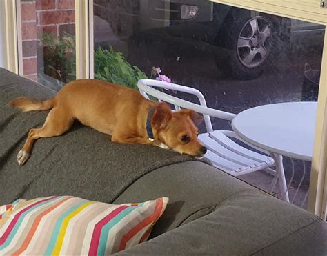 Sad Because Her Friend Couldnt Stay For A Playdate Rchiweenie