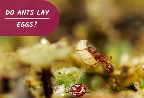 When Do Carpenter Ants Eggs Hatch At Christopher Foss Blog