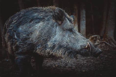 Are Wild Boar Dangerous How When And Why They Attack