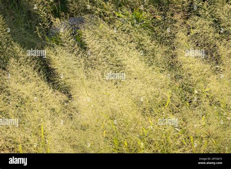 The Curly Leaved Love Grass Is An Attractive And Widespread Grass In