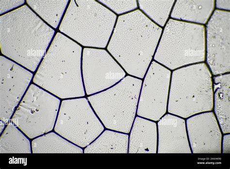 Dragonfly Wing Under A Microscope Looking At Microscopic Details In A Bug Wing In Australia