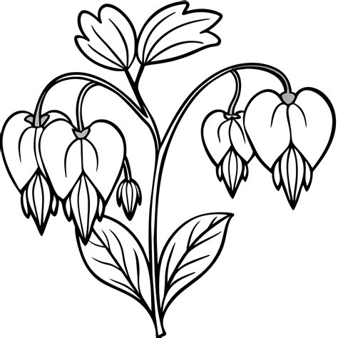 Bleeding Heart Flower Outline Illustration Coloring Book Page Design
