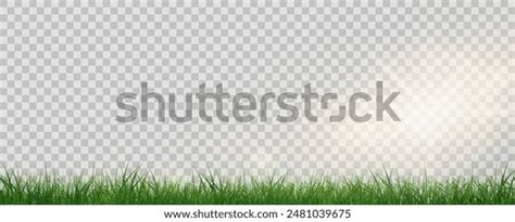 Grass Border Vector Illustration Vector Grass Stock Vector Royalty