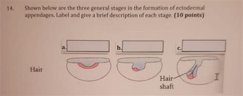 Solved 14 Shown Below Are The Three General Stages In The