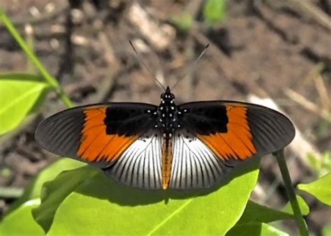 False Wanderer Pseudacraea Eurytus