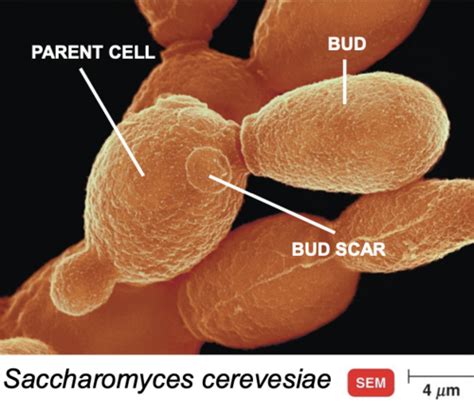 Biol 2401 Eukaryotic Pathogens Unit 31 Flashcards Quizlet