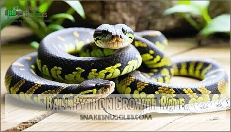 Ball Python Weight And Growth Complete Size Chart By Age Guide