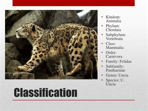 Ppt Snow Leopard Powerpoint Presentation Free Download Id2192242