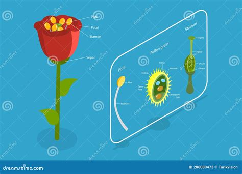 Flower Anatomy Drawing Labeled For Educational Use Or Botanical