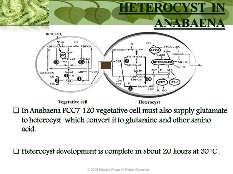 Heterocyst Differentiation Pptx