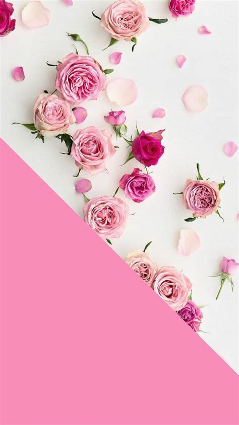 Pink And White Roses Wallpaper Bolo De Viagem Rosa De Saron Imagens