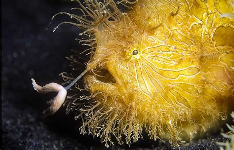 Hairy Frogfish A Z Animals