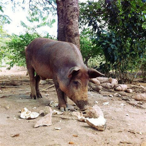 Root Survival Minhas Crônicas Do Brasil