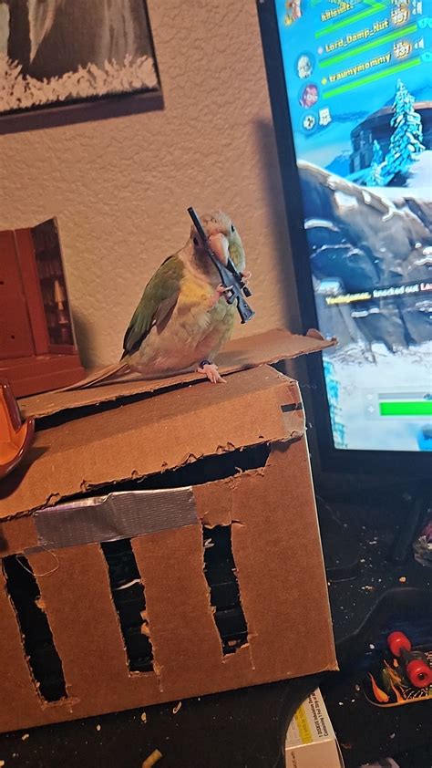 Highly Trained Assassin Rconures