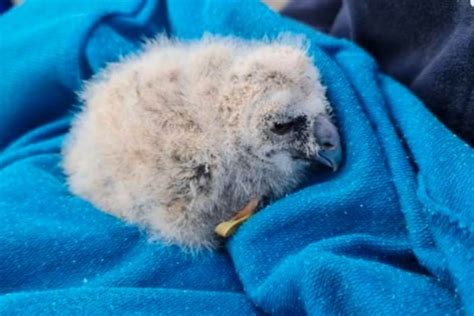 Mestskí Policajti V úlohe Záchrancov V Bystrici Ratovali Hada Aj Mláďa