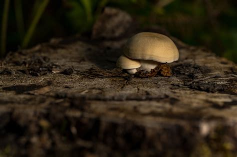 The Microbiomes Influence On Immunity Mental Health And Chronic