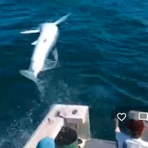 Mako Shark Jumping Into Boat