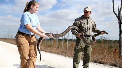 Why Hurricane Andrew Had A Lot To Do With Our Python Problem In Florida
