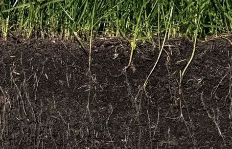 How Deep Are Pampas Grass Roots Ourgrassplants