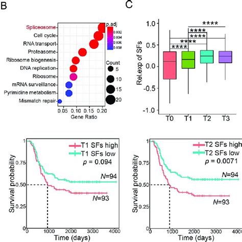 The Myc Targets Not Myc Triggered A Progressively Deteriorating Rna