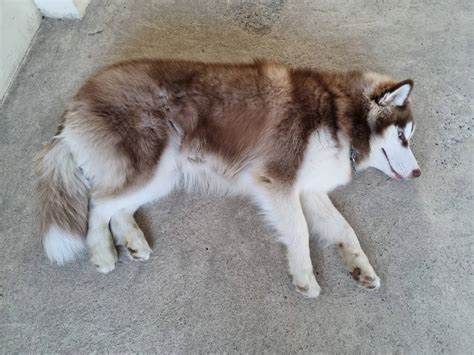 Arthor Bowwow Center