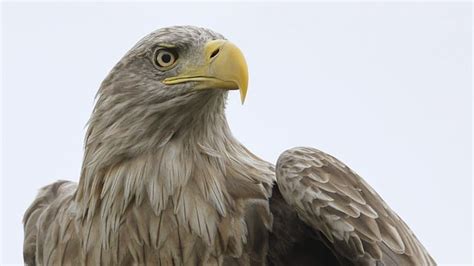 Planeta Bicho Planeta Bicho Santos 24012025