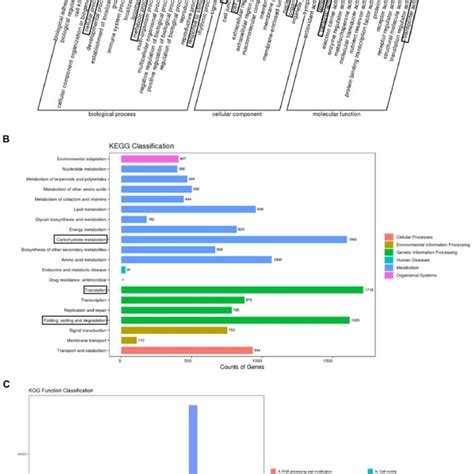 Functional Annotations Assigned To The Unigenes A Enriched Gene