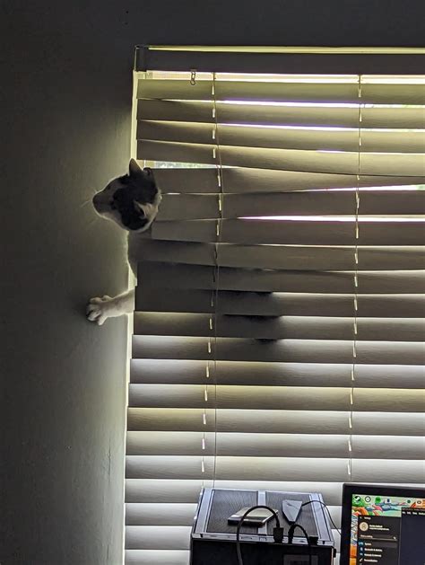 Whats The Best Photo Of Your Cats Getting Into Trouble Ill Start