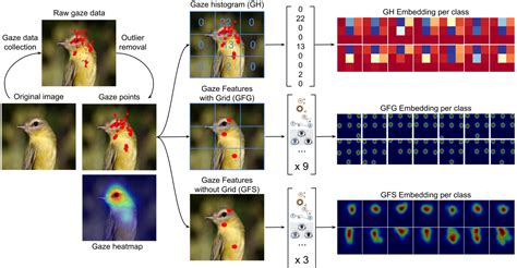 Gaze Embeddings For Zero Shot Image Classification