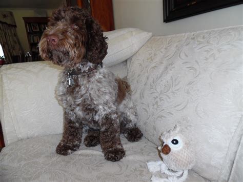 Coat For A Cockapoo At Francis Snyder Blog