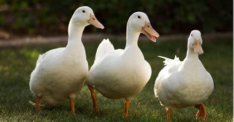 American Pekin Characteristics Lifespan Size Price And More A Z
