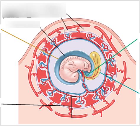 Embryonic Stage Diagram Quizlet