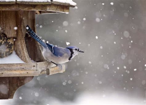 10 Magnificent Birds That Actually Choose To Stay For Winter And Why
