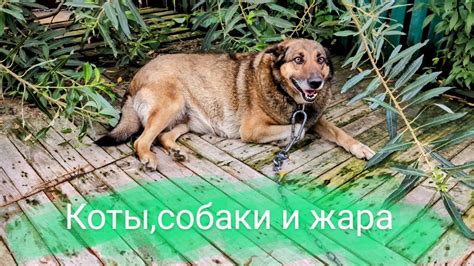 Коты собаки и жара Youtube