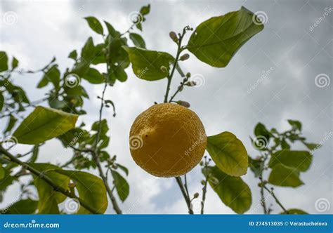 Lemon Tree In The Detail Branches With Lemon Fruits Stock Illustration Illustration Of