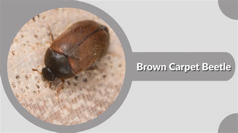 15 Types Of Carpet Beetles Identification Larvae Damage And Photos Guide
