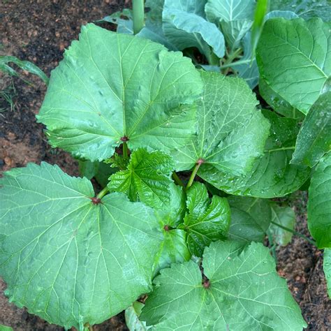 Why Are My Okra Leaves Mushy