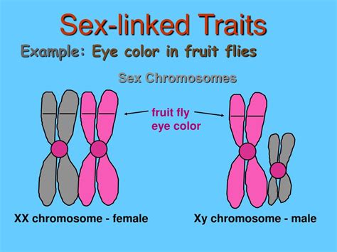 Ppt Understanding Genetic Terminology A Guide To Genotype Phenotype And Mendelian Genetics