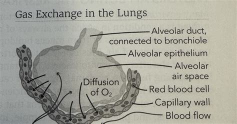 Teas Practice Respiratory System