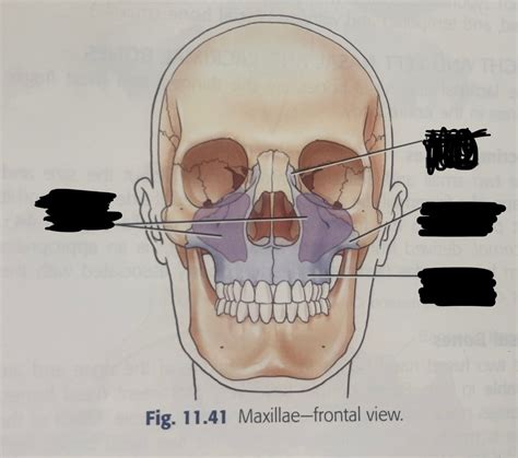 Maxillae Frontal View Diagram Quizlet
