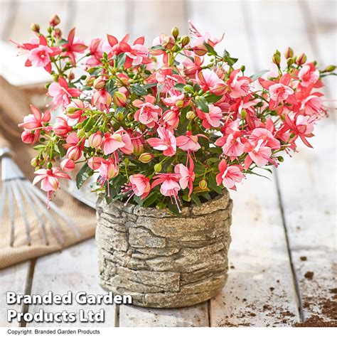 Fuchsia Fuchsita Candy Dobies