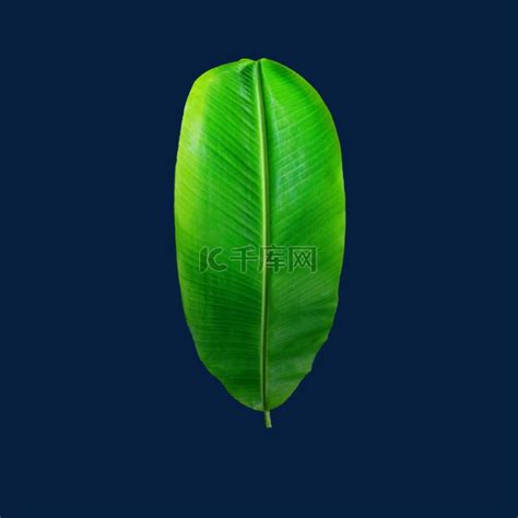 仿真植物绿树叶芭蕉叶素材图片免费下载 千库网