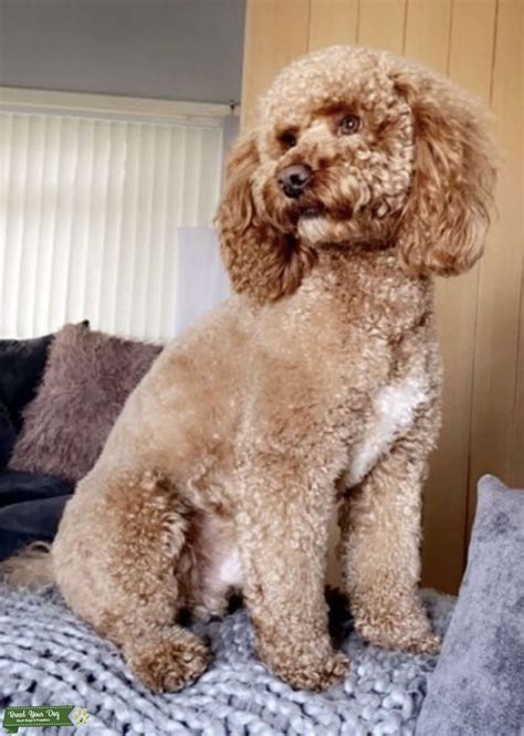 Proven F1b Cockapoo For Stuf Stud Dog West Yorkshire Breed Your Dog