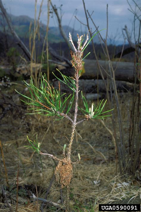 Pine Tree Worm Infestation